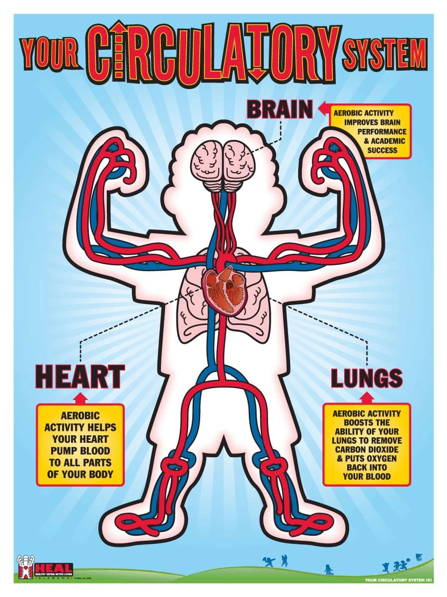 School Posters - Middle - HEAL United